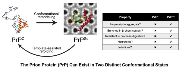 Prions and Prion Diseases | The Joel Watts Lab